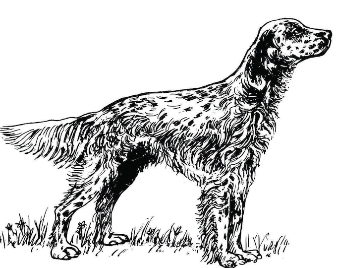 1940 Antique ENGLISH SETTER Print Vintage Lucy Dawson English Setter ...