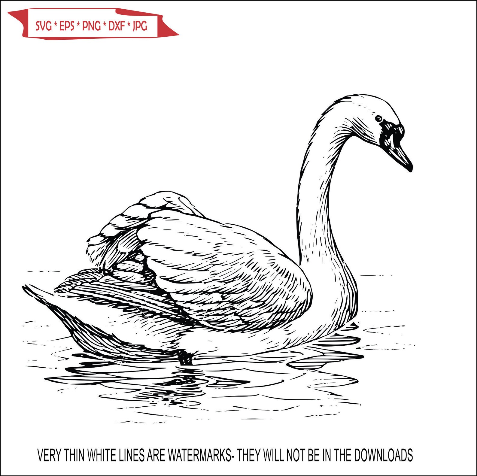 Swan Water Lake Animal Foul Bird Wildlife Swim Fly Waterfowl Aggressive ...