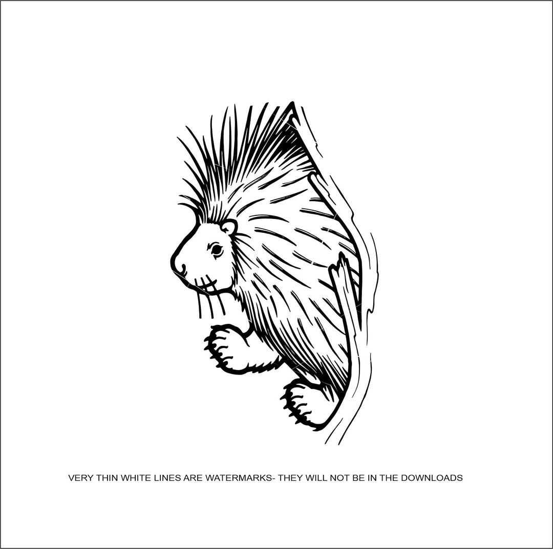 Porcupine Needle Spikes Quills Animal Nature Wildlife Forest Rodents ...