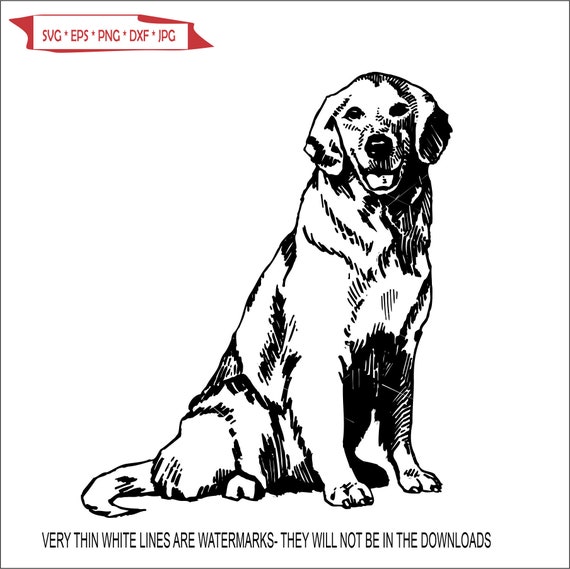 Yellow Lab Sitting Drawing