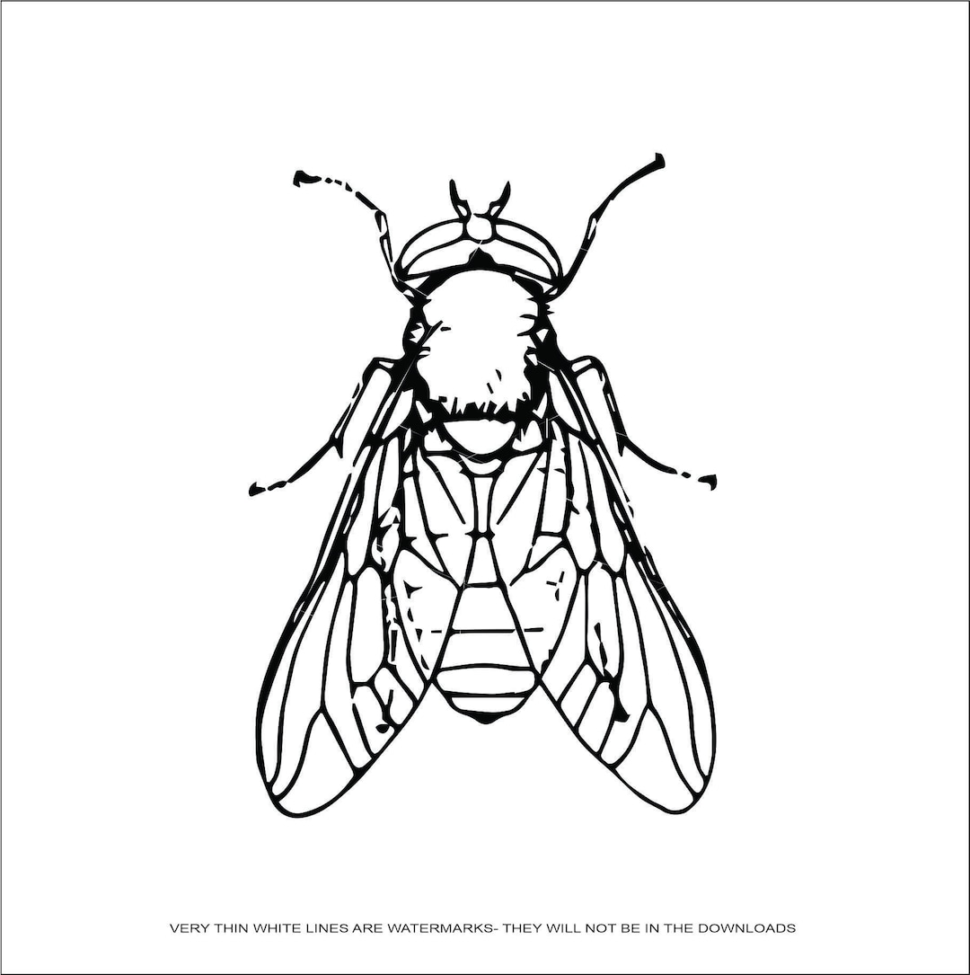 Horseflies Horse Fly Bug Insect Deer Fly Flies Wings Females Bite Blood ...