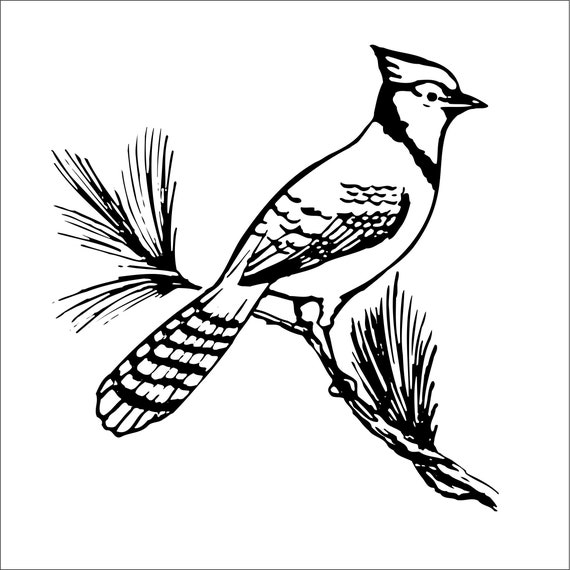 Blue Jay And Cardinal Drawing