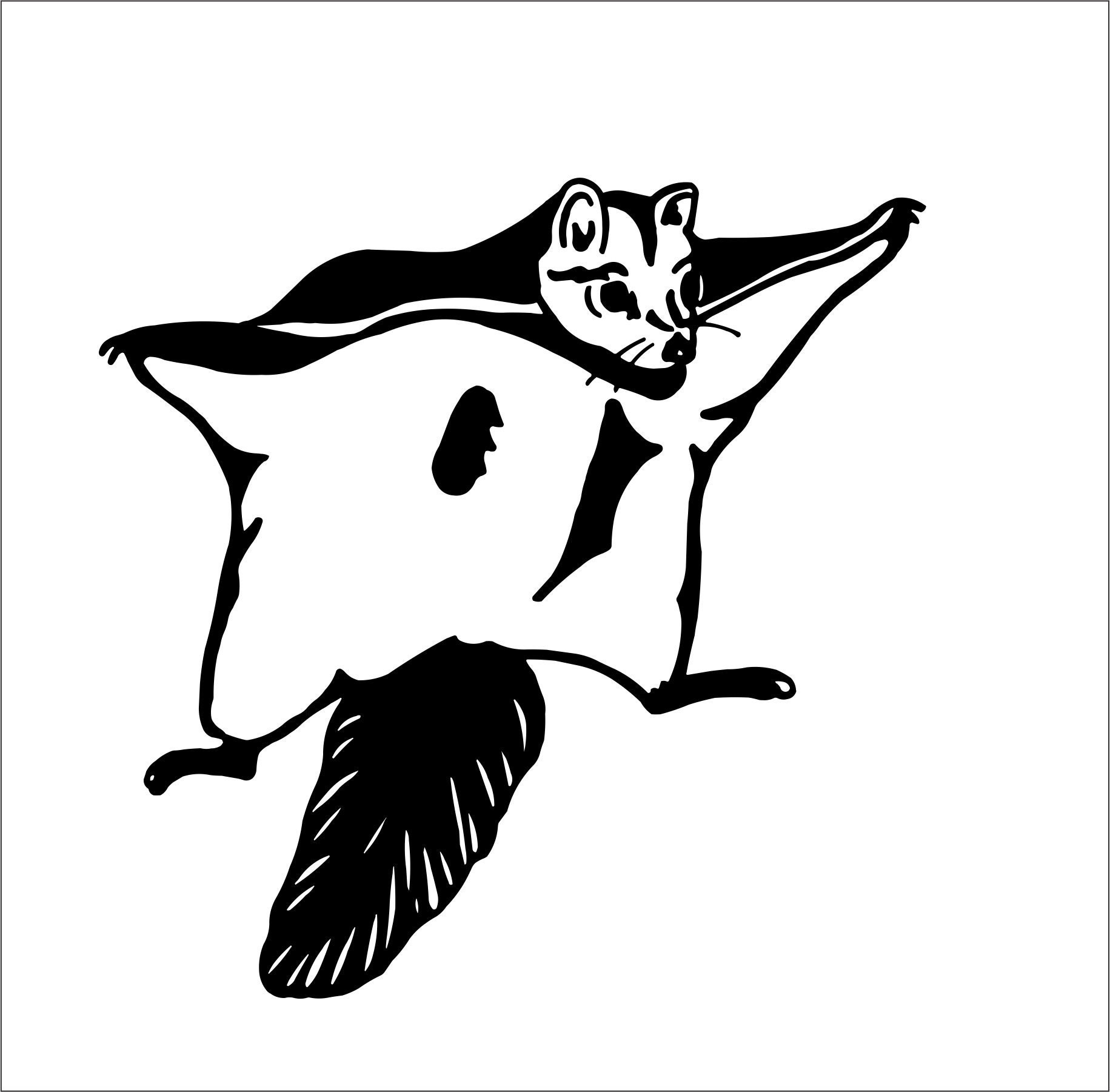 Flying Squirrel Drawing Outline