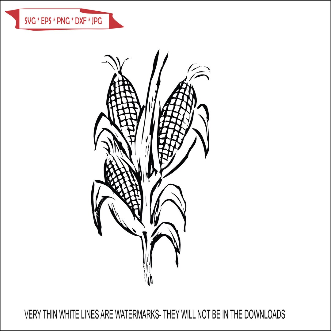 Corn Stalk #2 Farmers Field Filed Agriculture Vegetable Farm Cob ...