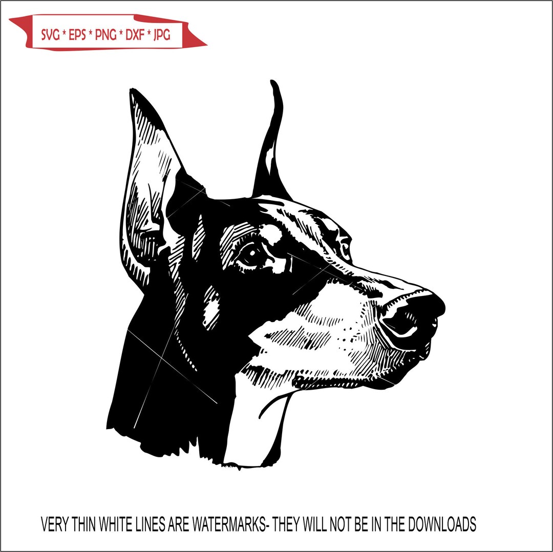 Doberman Pincher Puface Head Domestic Dog Muscular Fast Powerful Man ...
