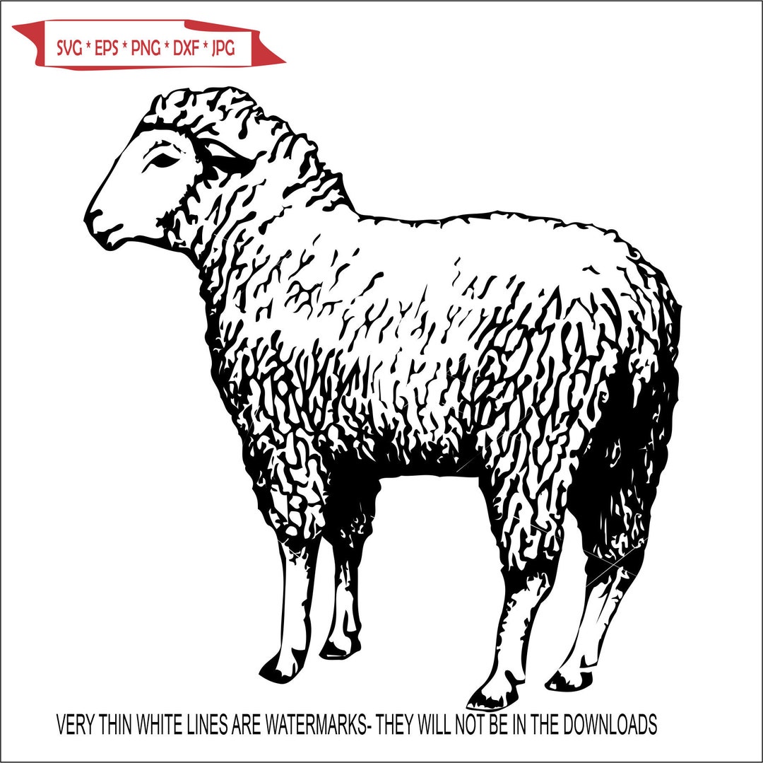 Sheep Lamb Ram Curve Livestock Farm Sheer Cute Mutton Animal ...