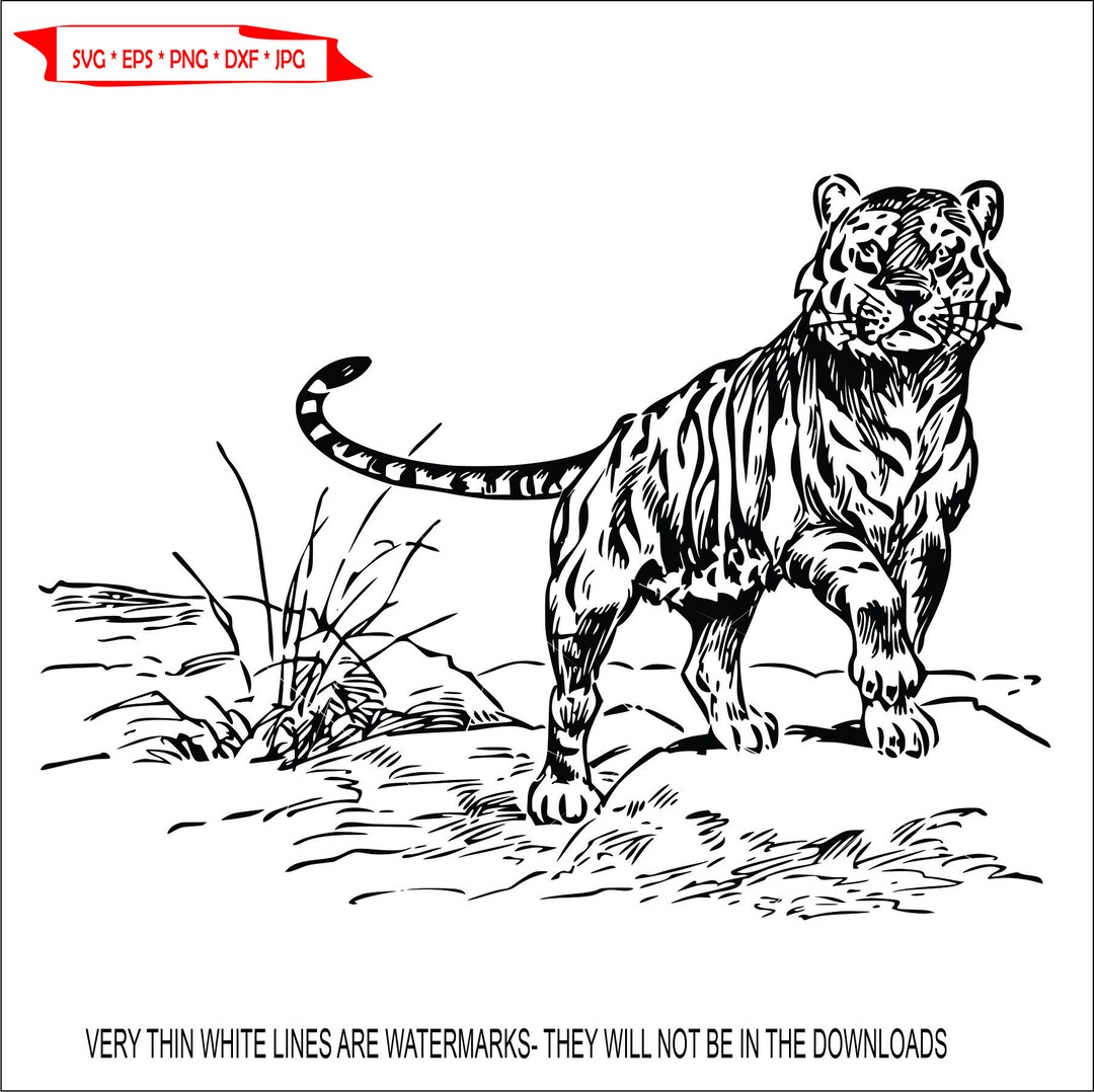 Bengal Tiger Rocks Lynx Purr Growl Mountain Cat Fierce Predators Animal ...