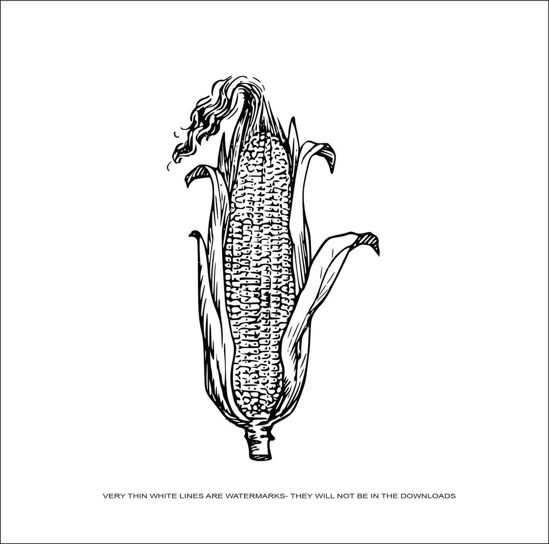 Corn Cob in Husk Sweetcorn Vegetable Farm Grill Cookout Food Yummy for ...