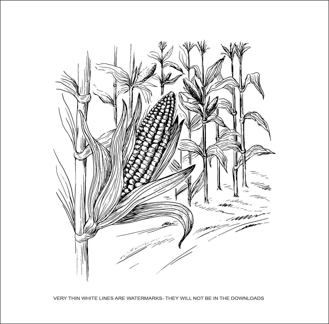 Corn Stalk Farmers Field Filed Agriculture Vegetable Farm Cob Sweetcorn ...