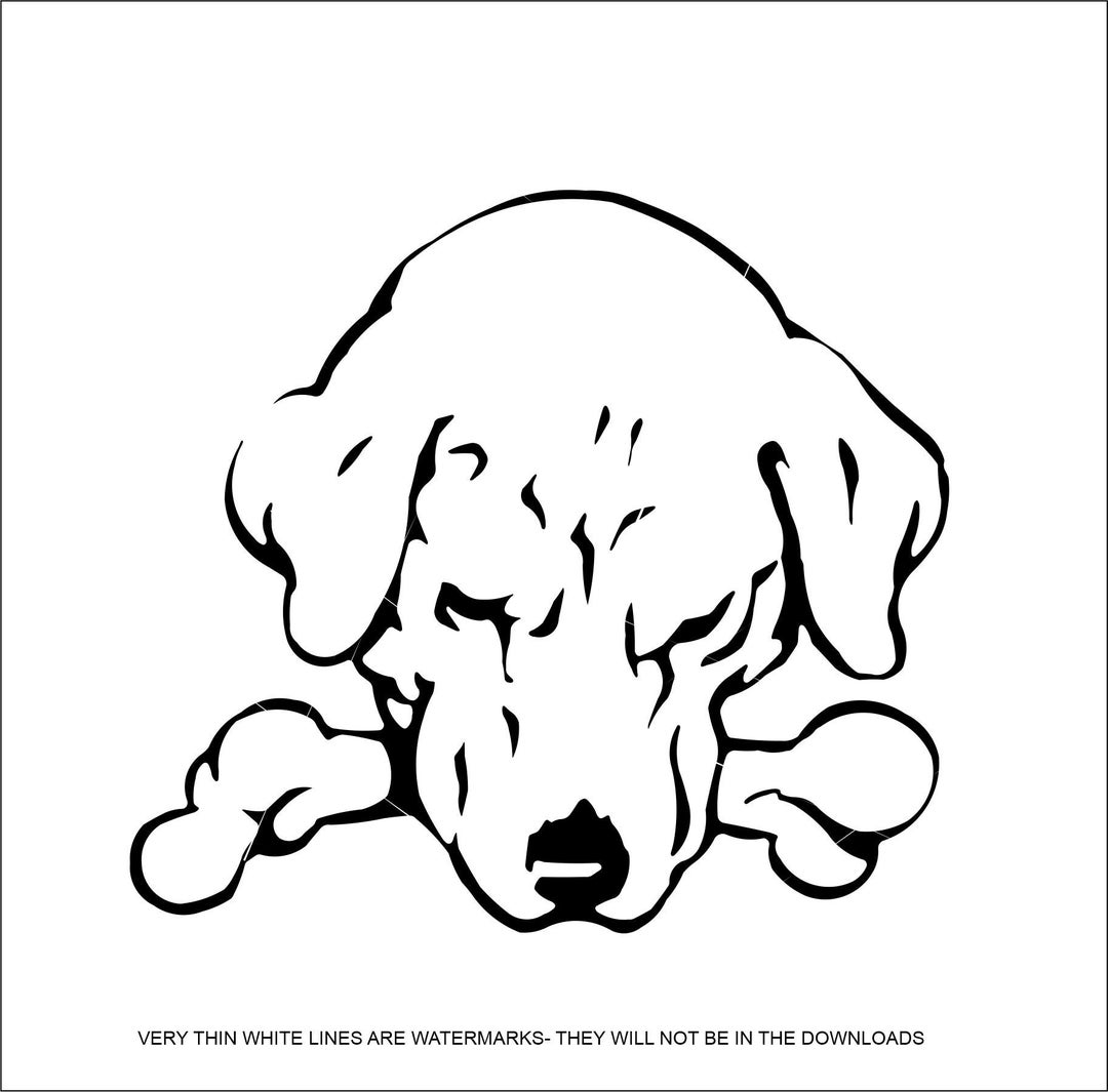 Puppy Head Bone Labrador Retriever Juvenile Dog Purebred Animal Pet ...