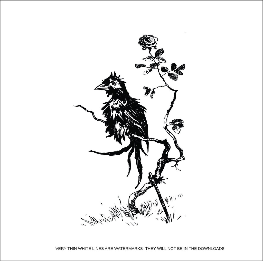 Crow ? Raven Baby Bird Fluff Scattered Feathers on Rose Bush American ...