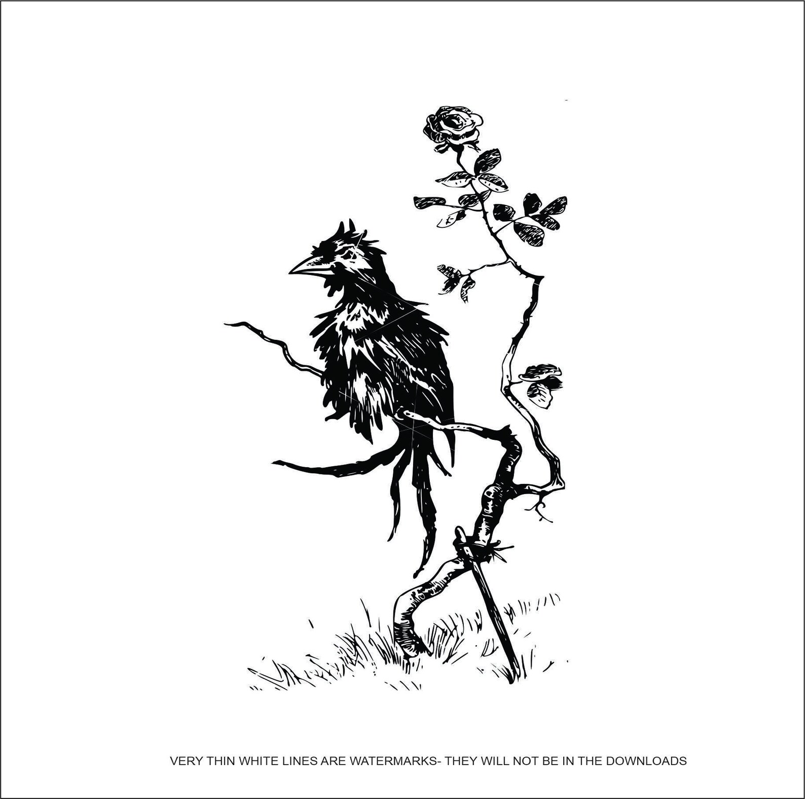 Crow Raven Baby Bird Fluff Scattered Feathers on Rose Bush | Etsy