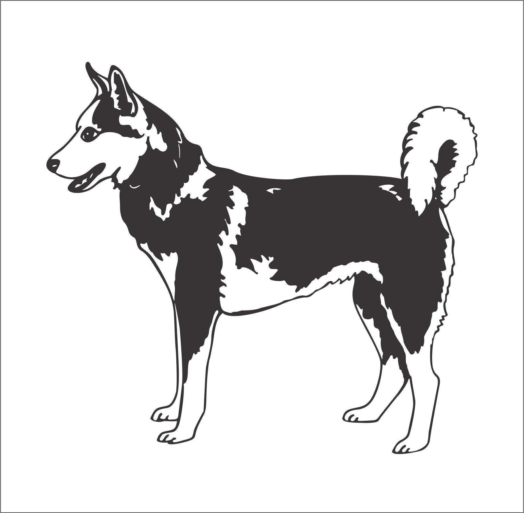 Welpe Finnischer Spitz ?- Husky ? Hund Haustier Hund Pedigree ...