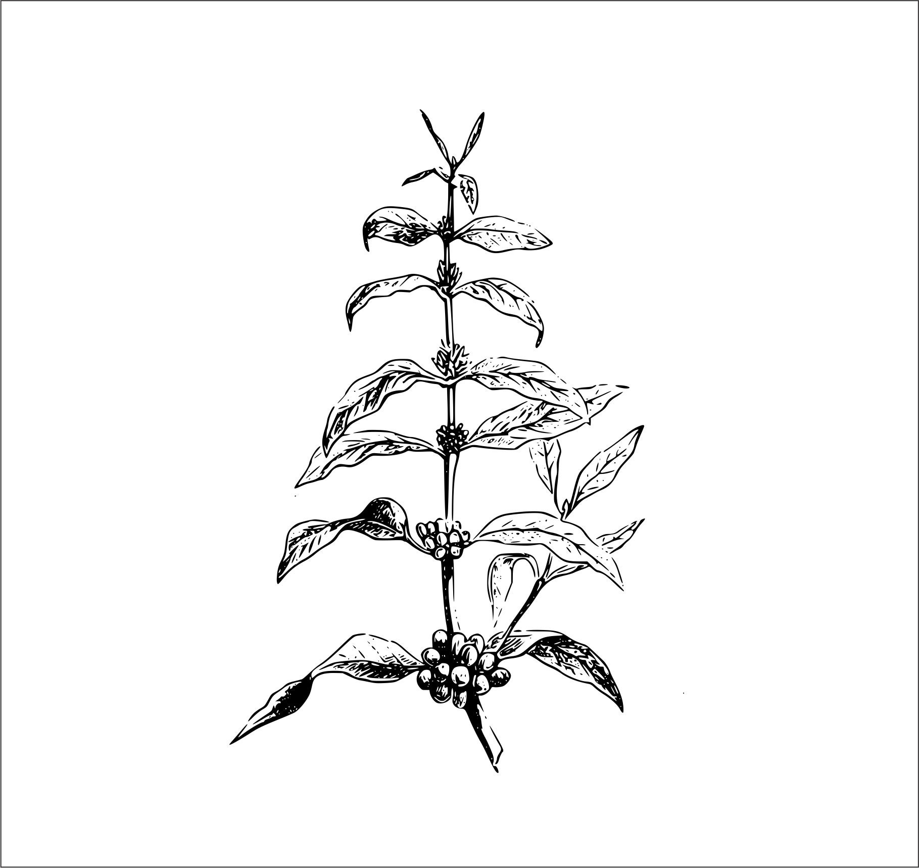Coffee Bean Tree Drawing