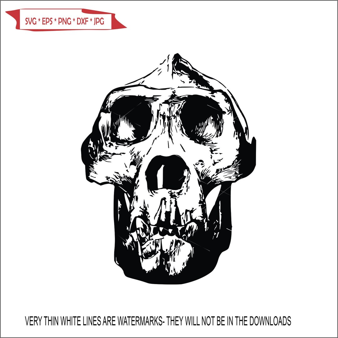 Ape Gorilla Monkey Skull Skeleton Bone Head Face Anatomy Paleontology ...