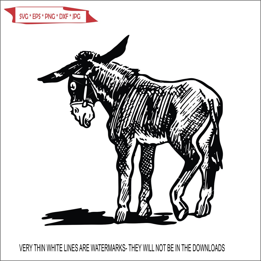 Mule Donkey Burro Long Ears Standing Mule Filly Jackass Jenny Jack Male ...