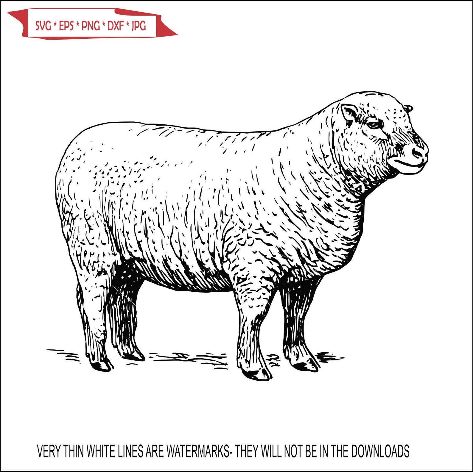 Adult Sheep Lamb Ram Curve Livestock Farm Sheer Cute Mutton Animal ...