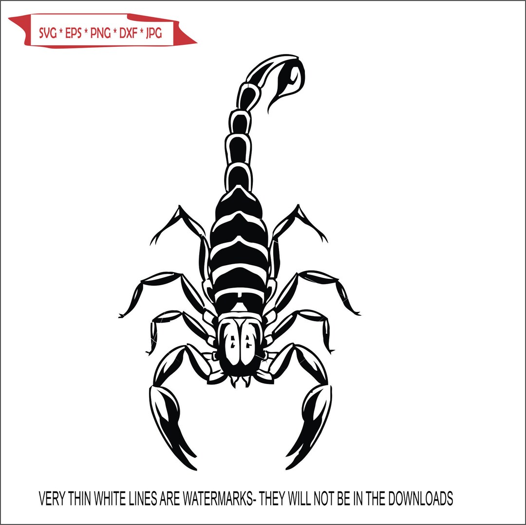 Scorpion Spider Bug Insect Poisonous Venomous Toxic Stinger Bite ...