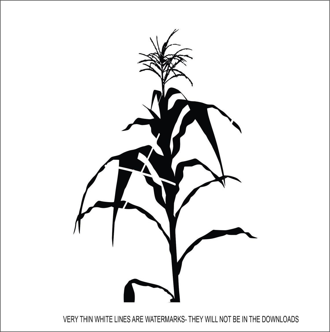 Male Tassels Corn Stalk Simple Sweetcorn Vegetable Farm Grill - Etsy