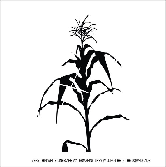 Male Tassels Corn Stalk Simple Sweetcorn Vegetable Farm Grill | Etsy