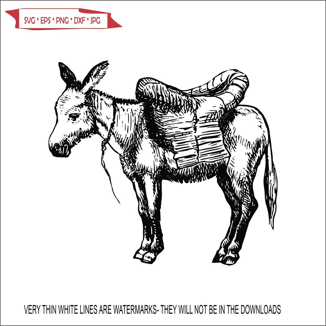 Mule Burro Saddle Standing Mule Filly Donkey Jackass Jenny Jack Male ...