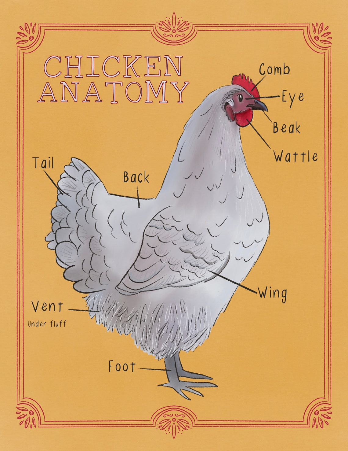 Chicken Anatomy Worksheets for Kids Chicken Breed Color Pages Farm ...
