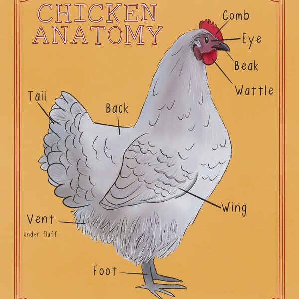 Chicken Worksheets - Etsy