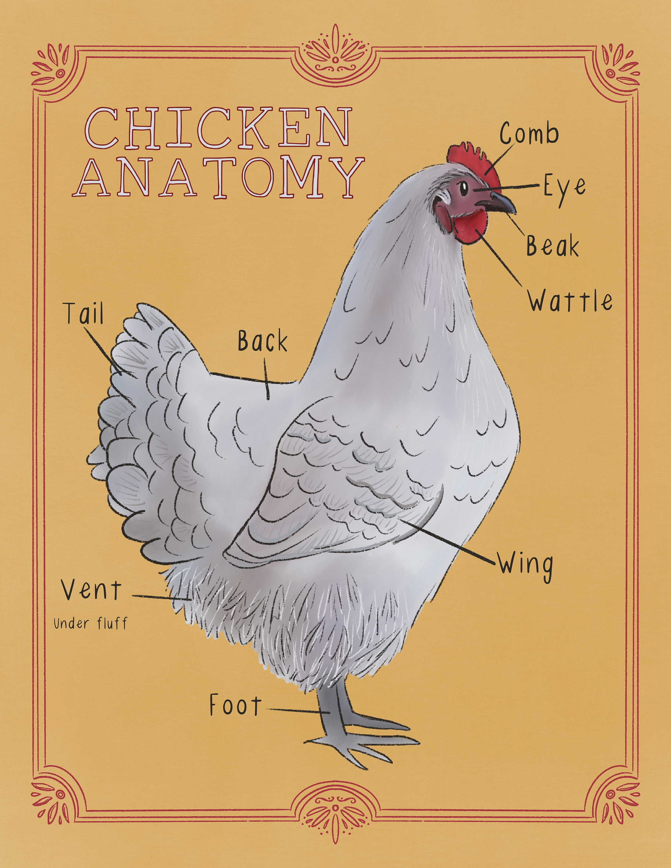 Chicken Anatomy Worksheets for Kids Chicken Breed Color Pages Farm ...