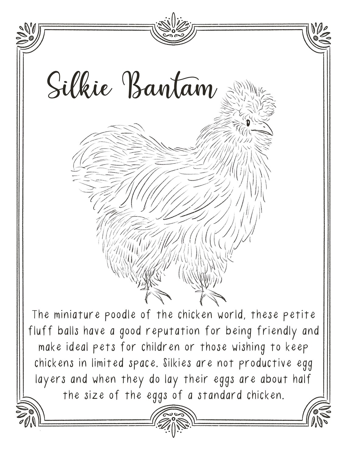 Chicken Anatomy Worksheets for Kids Chicken Breed Color Pages Farm ...