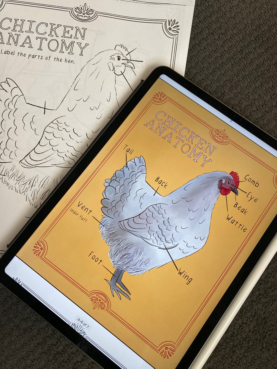 Chicken Anatomy Worksheets for Kids Chicken Breed Color Pages Farm ...