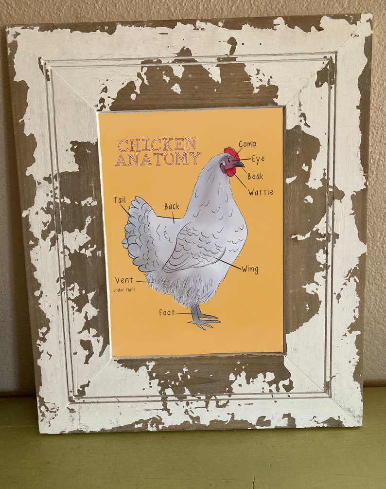 Chicken Anatomy Worksheets for Kids Chicken Breed Color Pages Farm ...