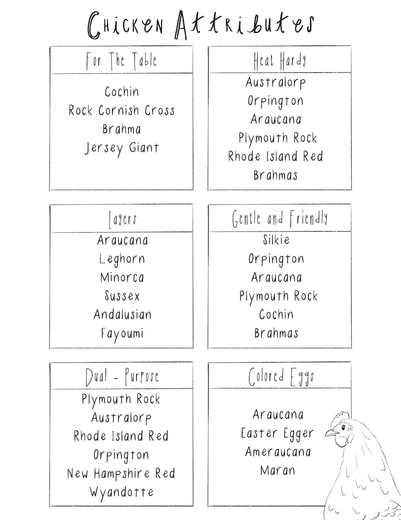Chicken Anatomy Worksheets for Kids Chicken Breed Color Pages Farm ...