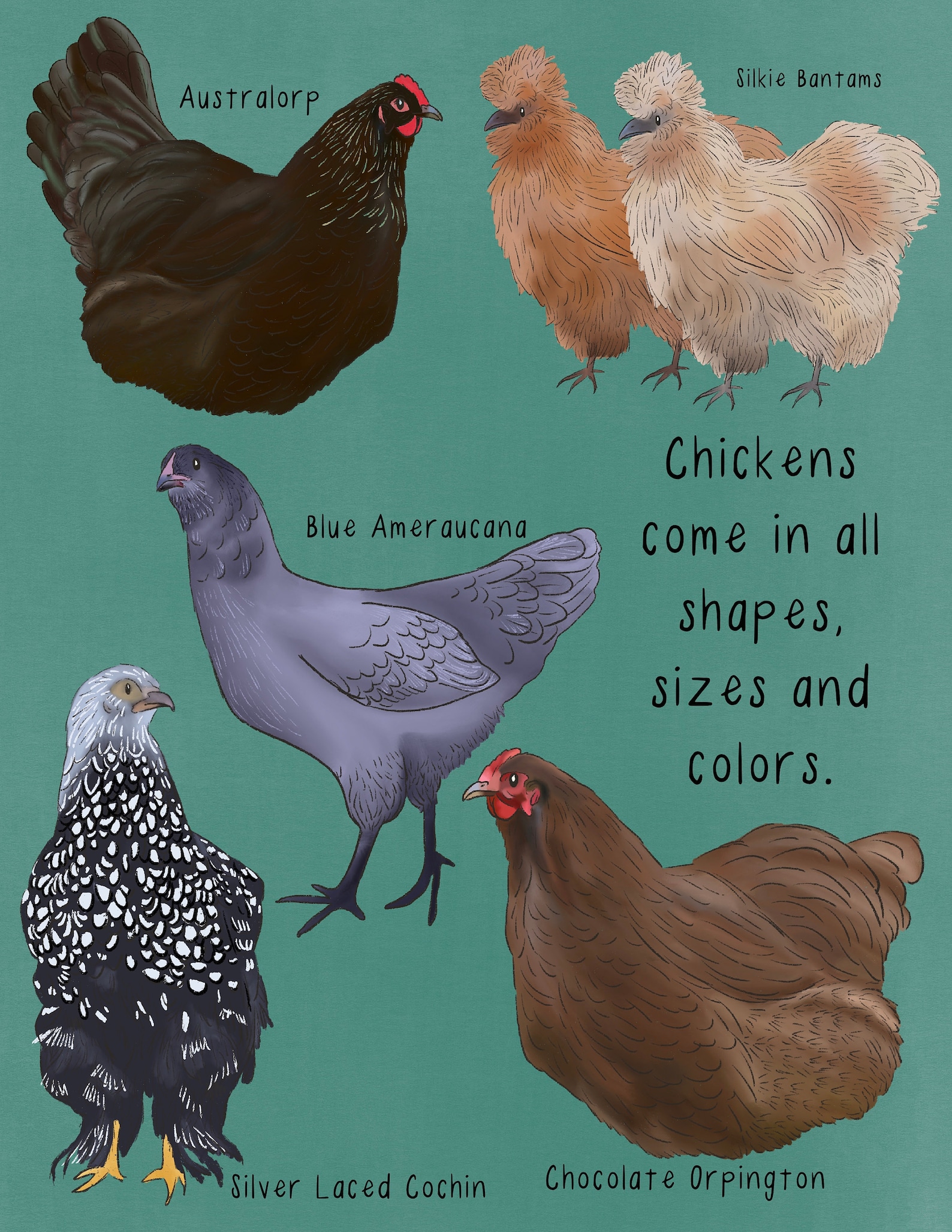 Chicken Anatomy Worksheets for Kids Chicken Breed Color Pages Farm ...