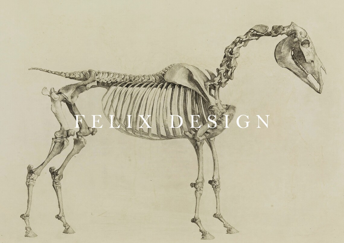 George Stubbs the Anatomy of the Horse 1766 Painting - Etsy