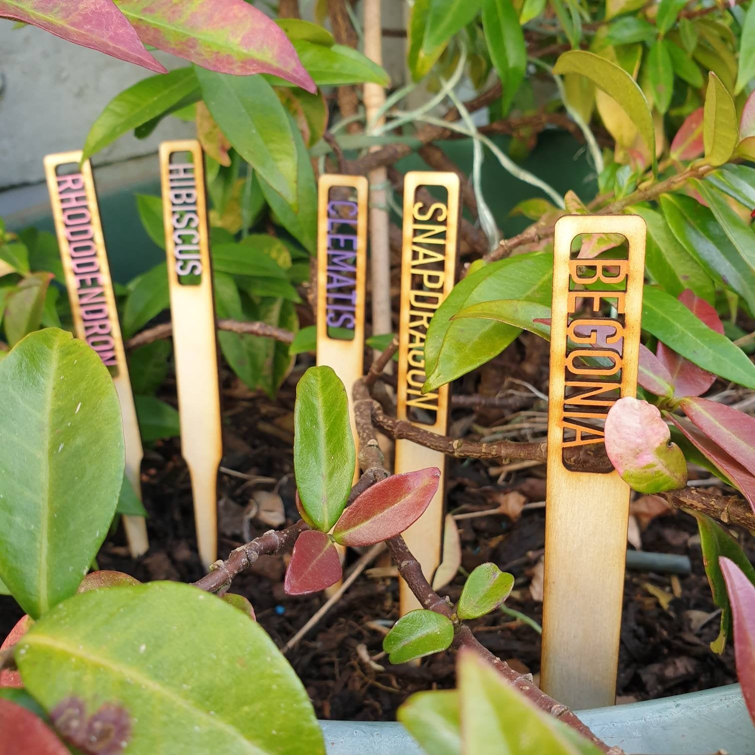 House Plant Markers Colorful plywood markersFlower markers | Etsy