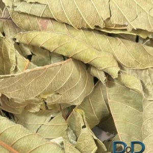 Organic Hoja De Guayaba (guava Leaves) Peruvian Rainforest Herbs - Etsy