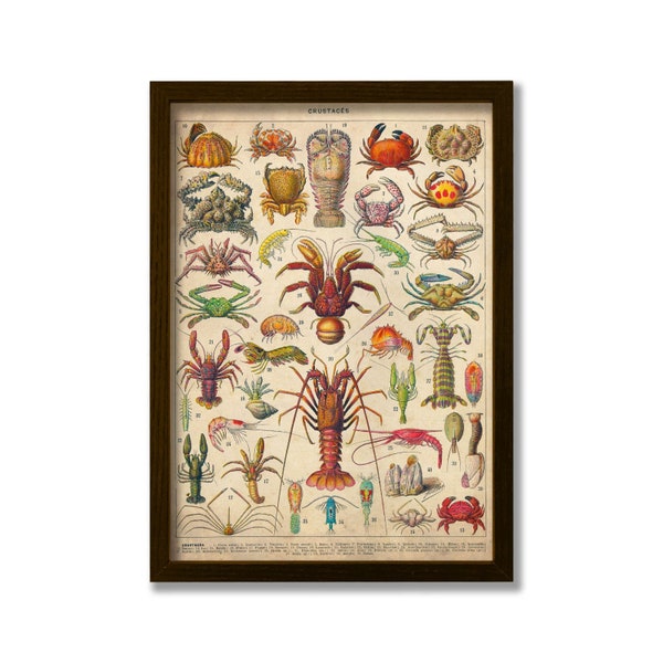 Crustacean - Etsy