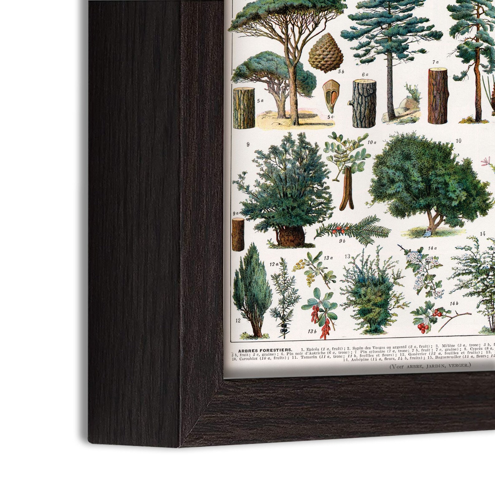 Vintage Tree Art Print Botanical Tree Poster Trees Art Home - Etsy France