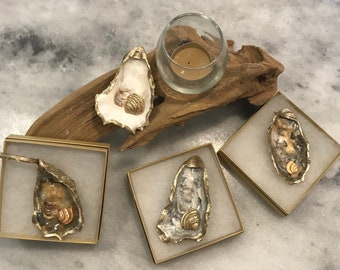Imperial Venus Shells - Etsy
