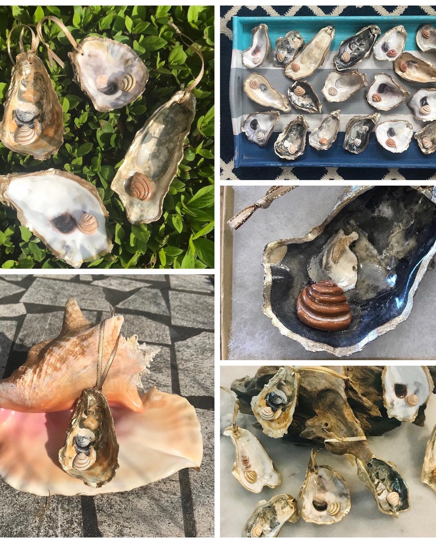 Pawleys Island Shell Oyster Ornament imperial Venus Clam - Etsy