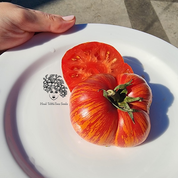 Bill Yoder Tomato Seeds - Etsy