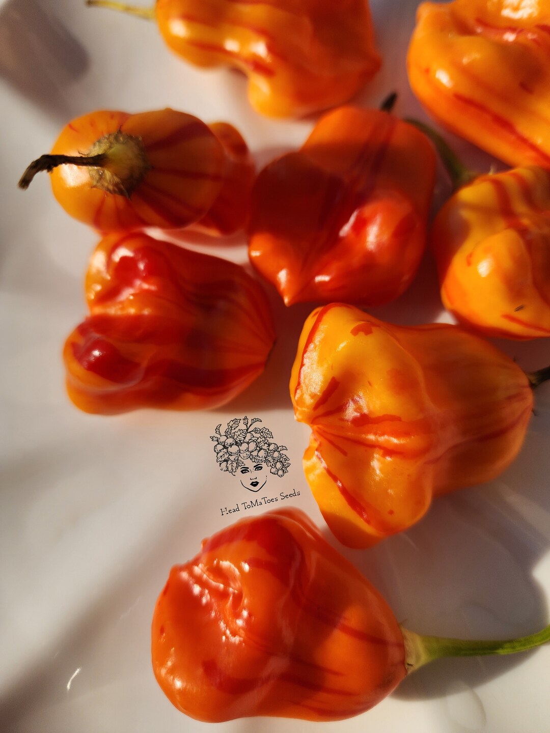 Zébrange Pepper Seeds - Etsy