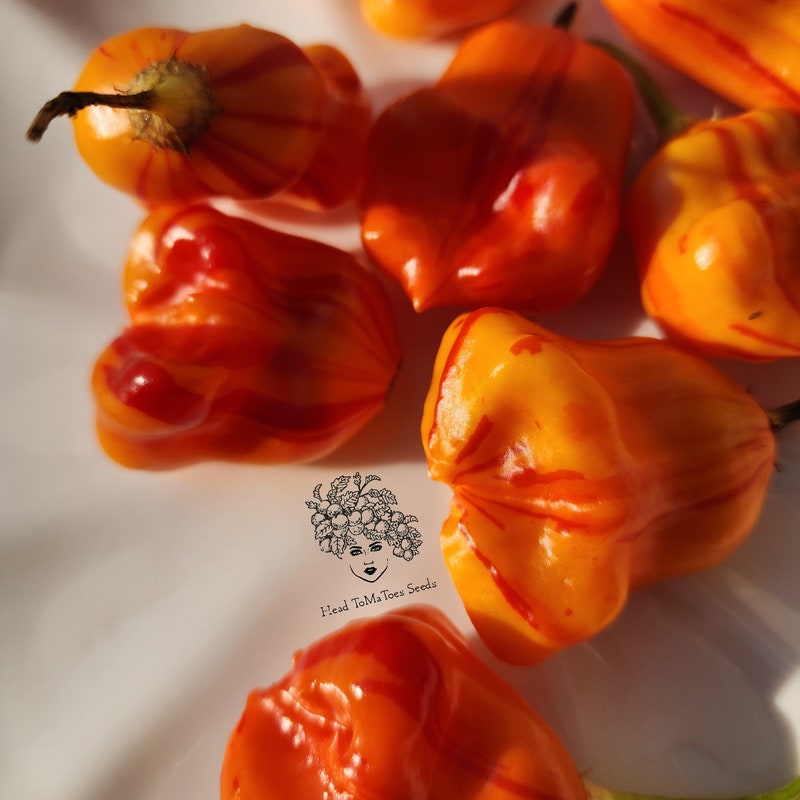 Rare Pepper Seeds - Etsy