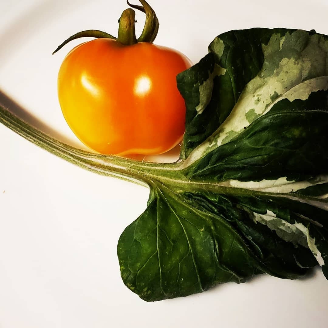 Dwarf Dean Haley's Rainbow Variegated Tomato Seeds - Etsy Canada