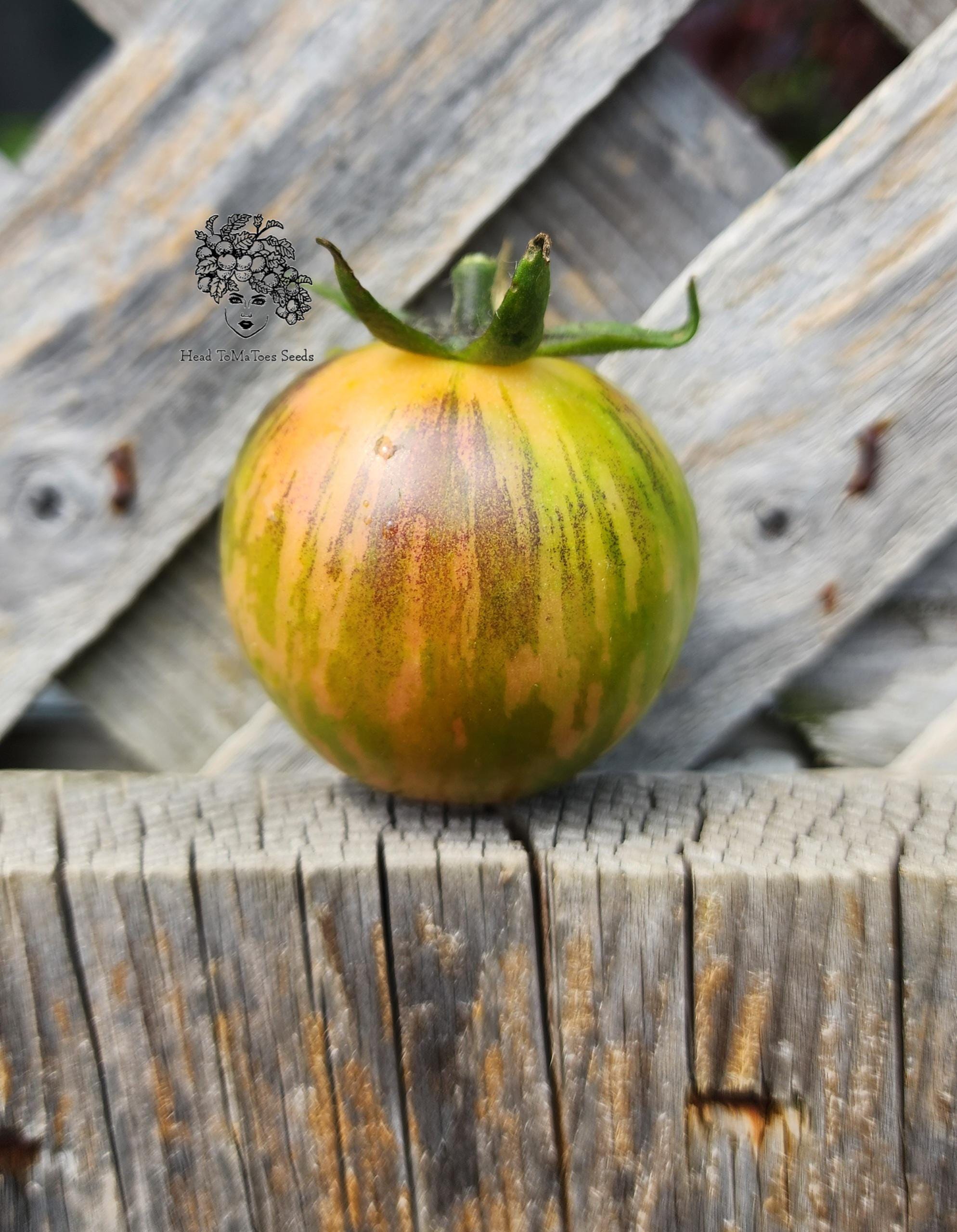 Magic Light Tomato Seeds - Etsy