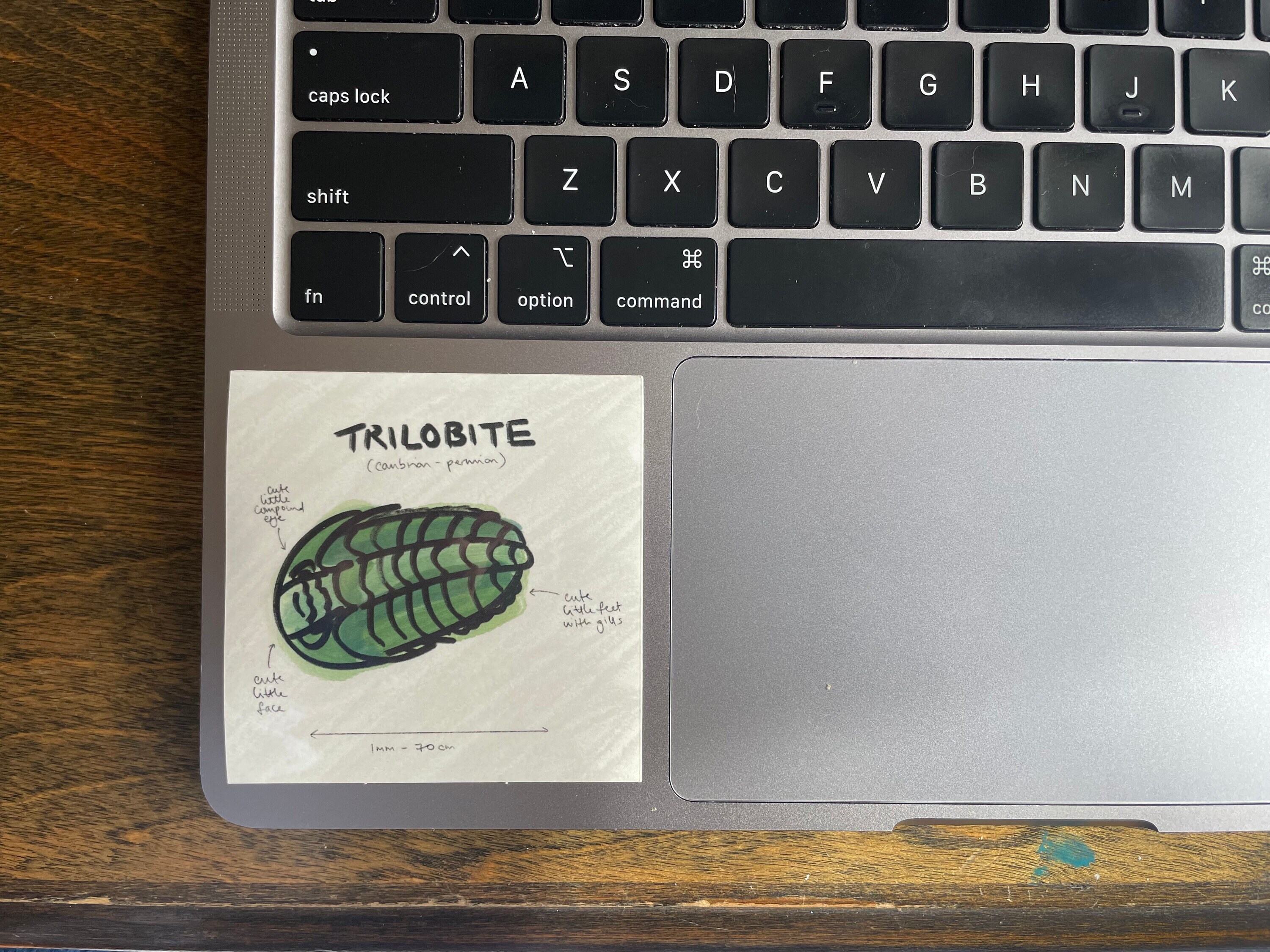 Trilobite, Paleozoic Sea Creature Sticker, Die Cut Vinyl, Journaling ...