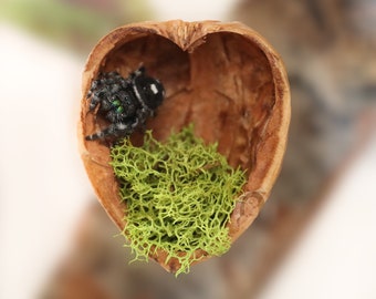 Jumping Spider Hide - Etsy