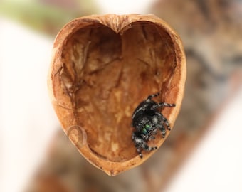 Jumping Spider Hide - Etsy