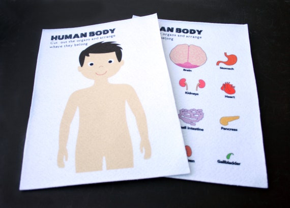 Human Anatomy Play Set Felt Human Body Organs Play Set for | Etsy