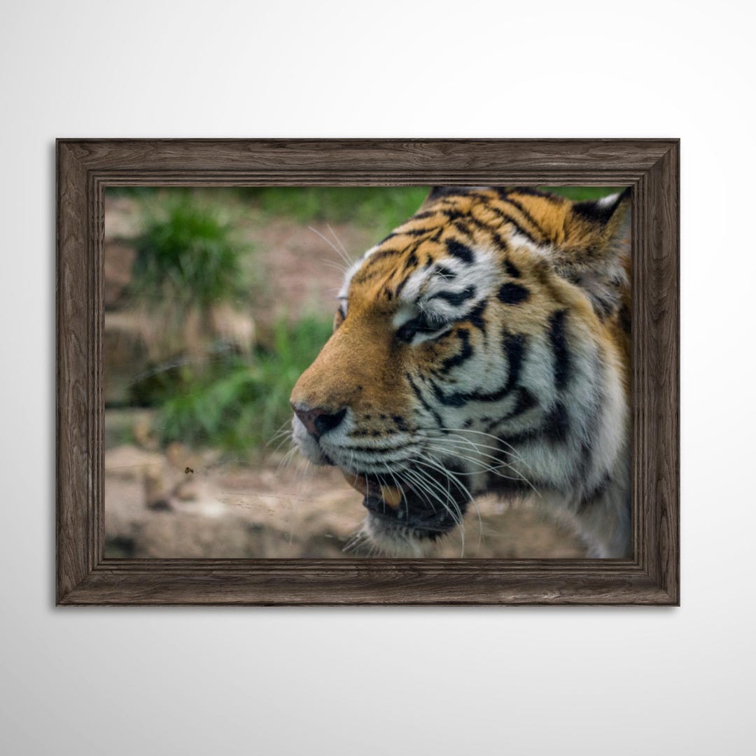 Siberian Tiger Head Digital Photo, Beautiful Close-up Print for ...
